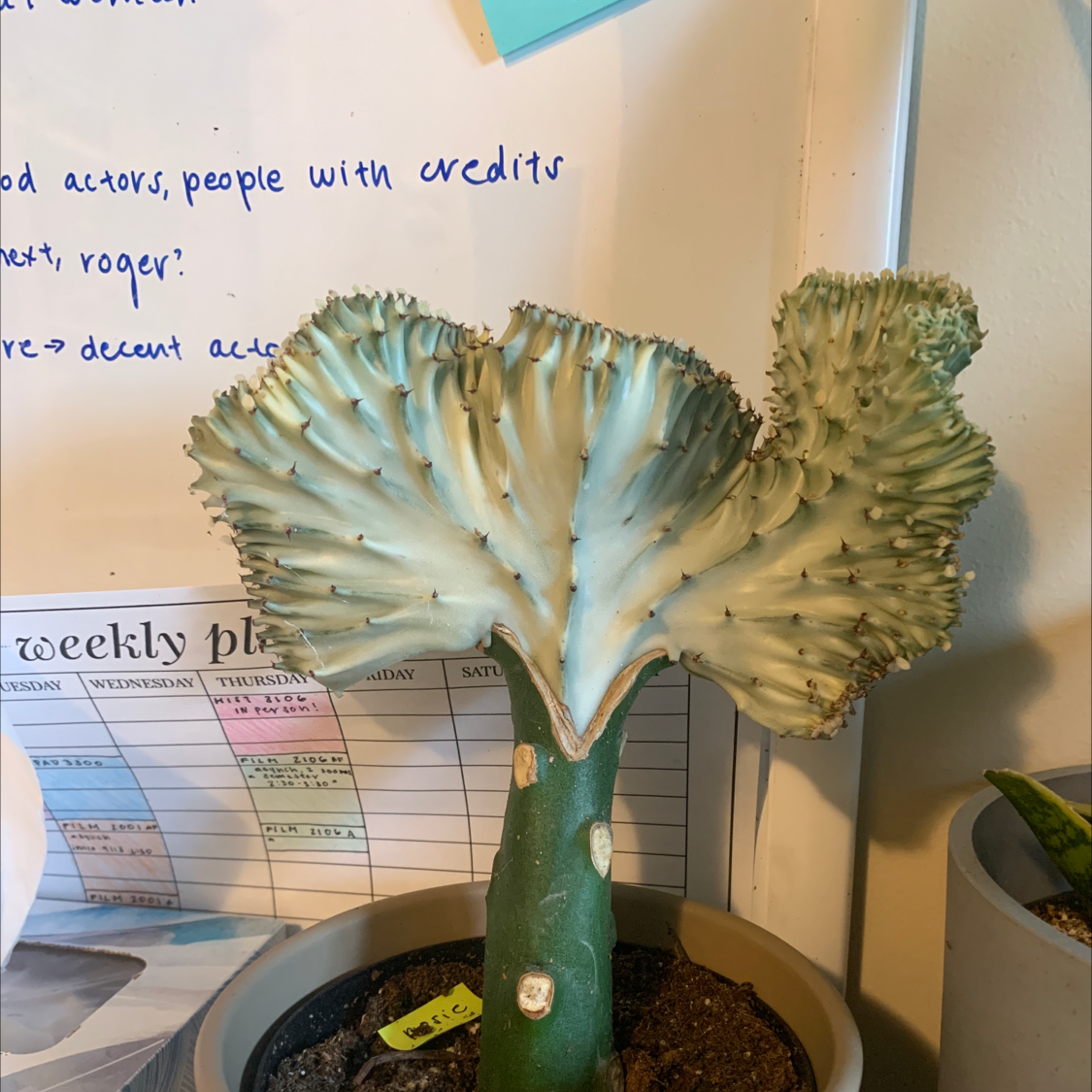 Propagating Candelabra Cactus: Step-by-Step Guide
