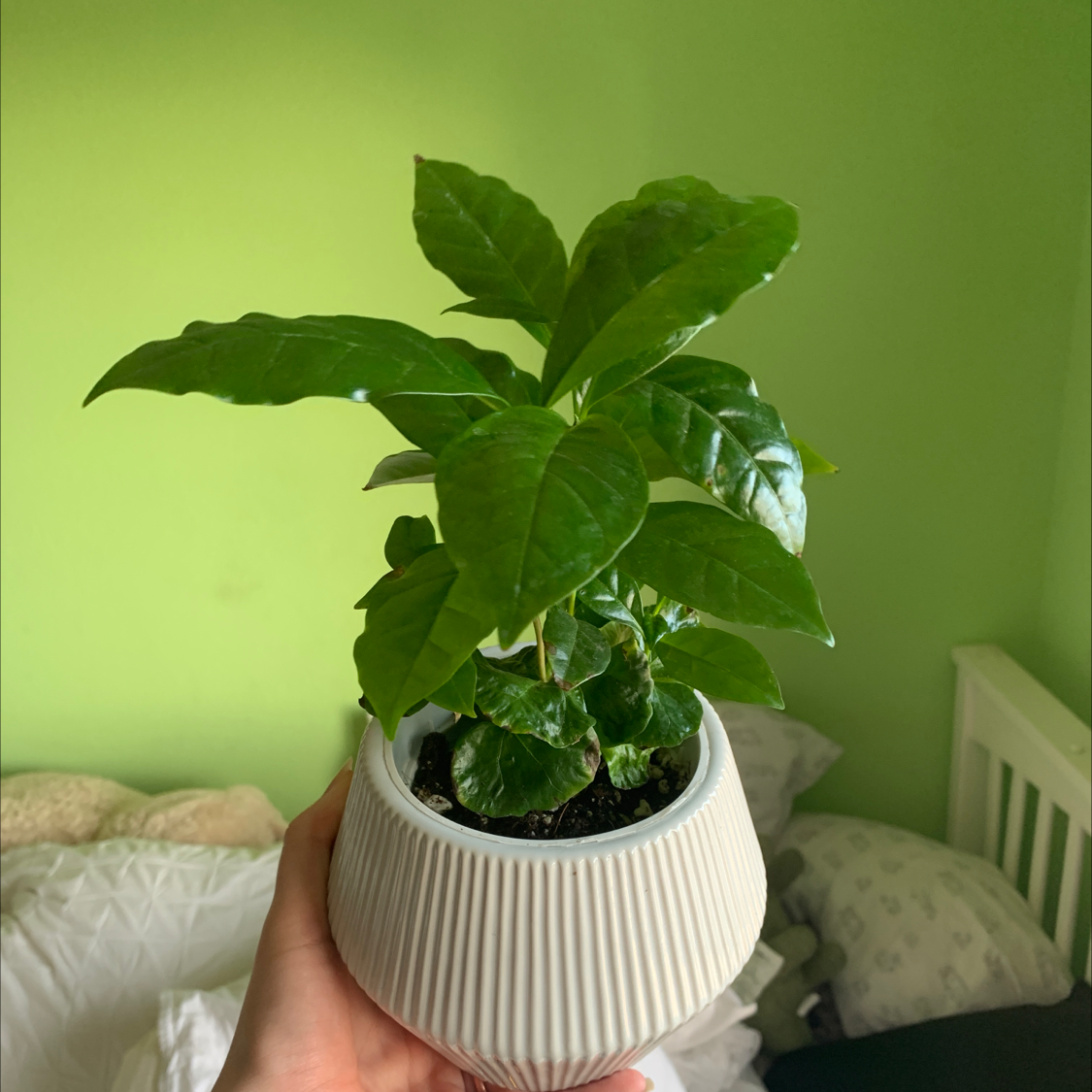 How To Propagate Your Arabian ☕ Coffee Plant