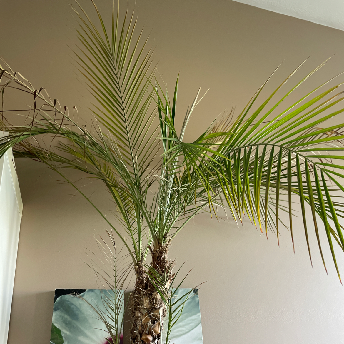 What Do Pygmy Date Palm Flowers Mean?