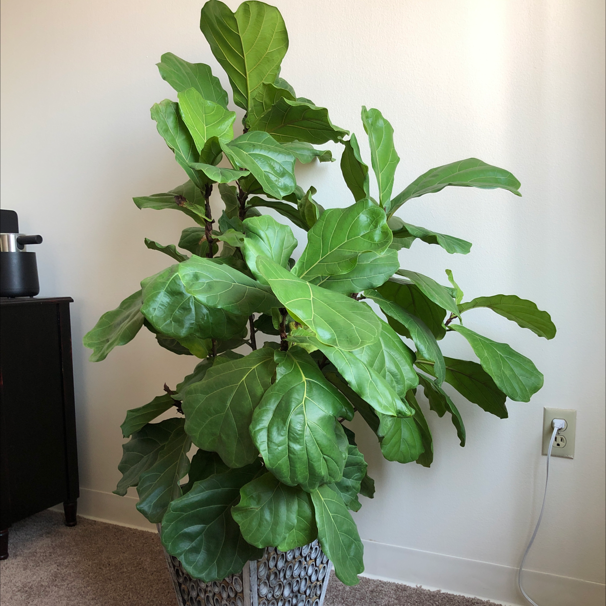 What Do Fiddle Leaf Fig Flowers Mean?