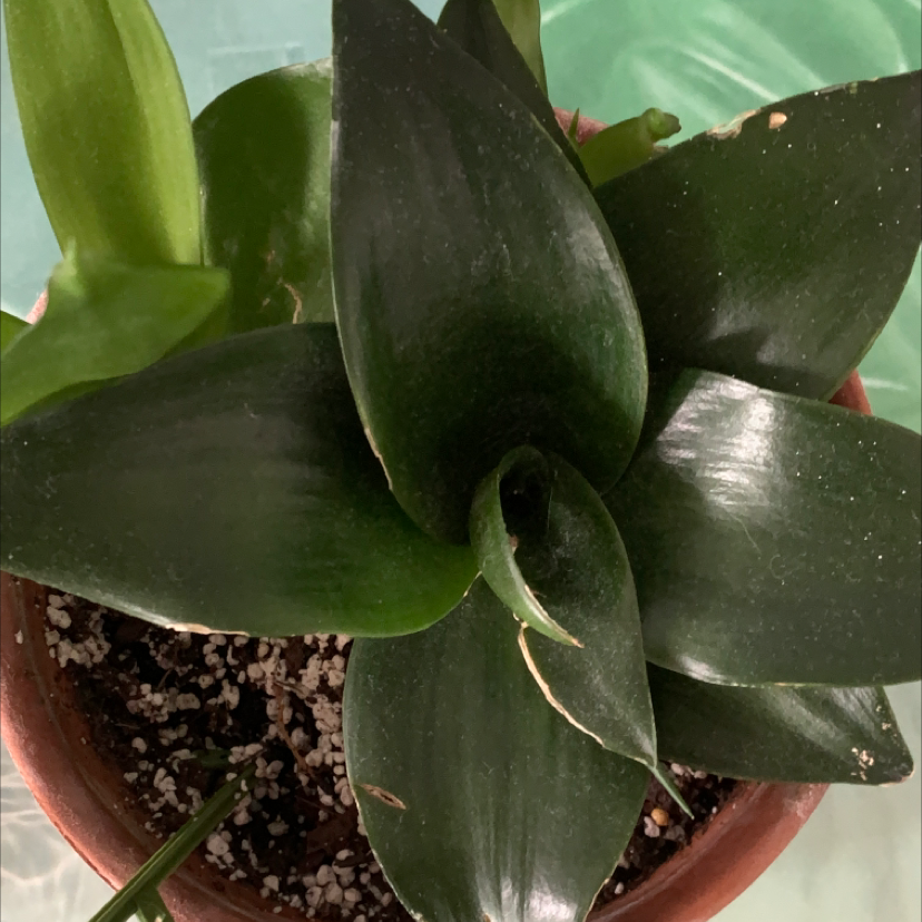 Why Are My Chain Plant Leaves Droopy? 😔