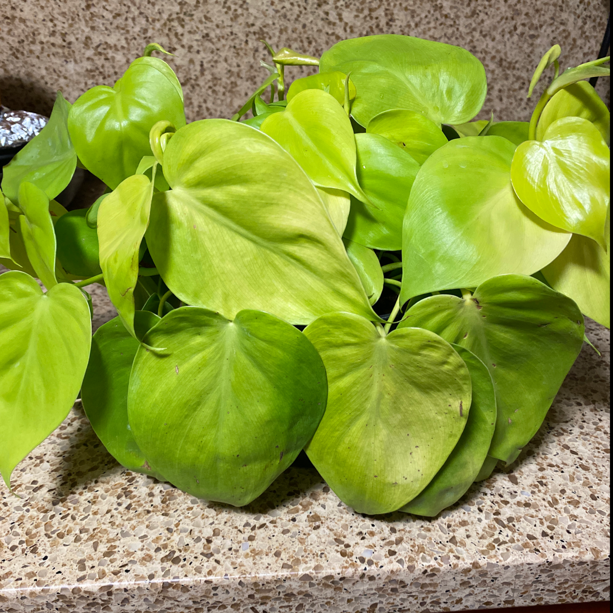 Why Are My Heartleaf Philodendron Leaves Droopy? 😔