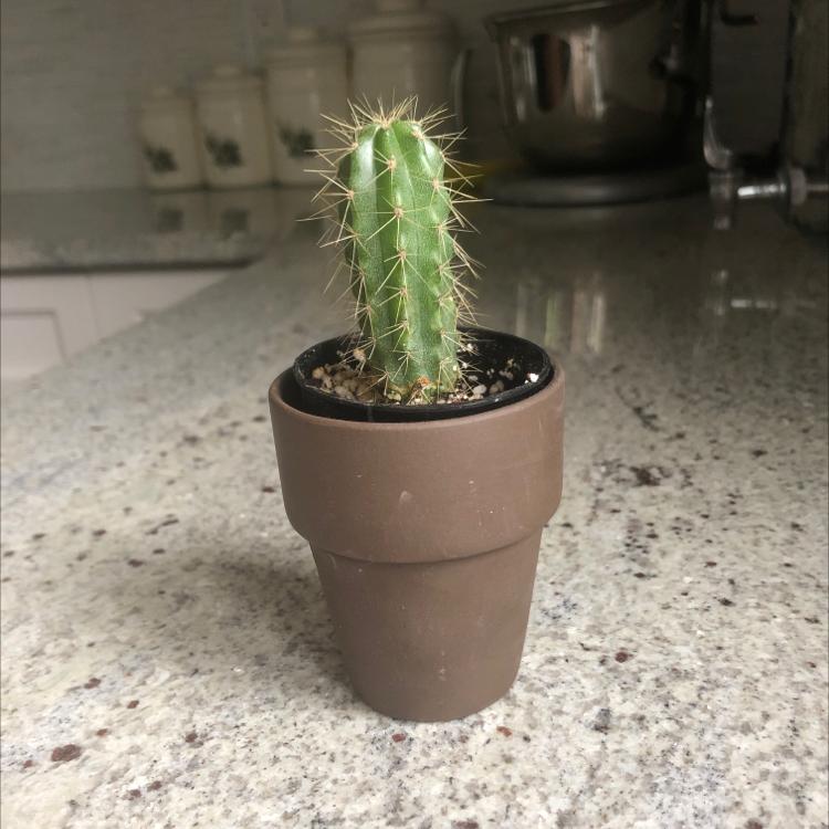 sylvia plath | A plant by @rangosinhaler on Greg