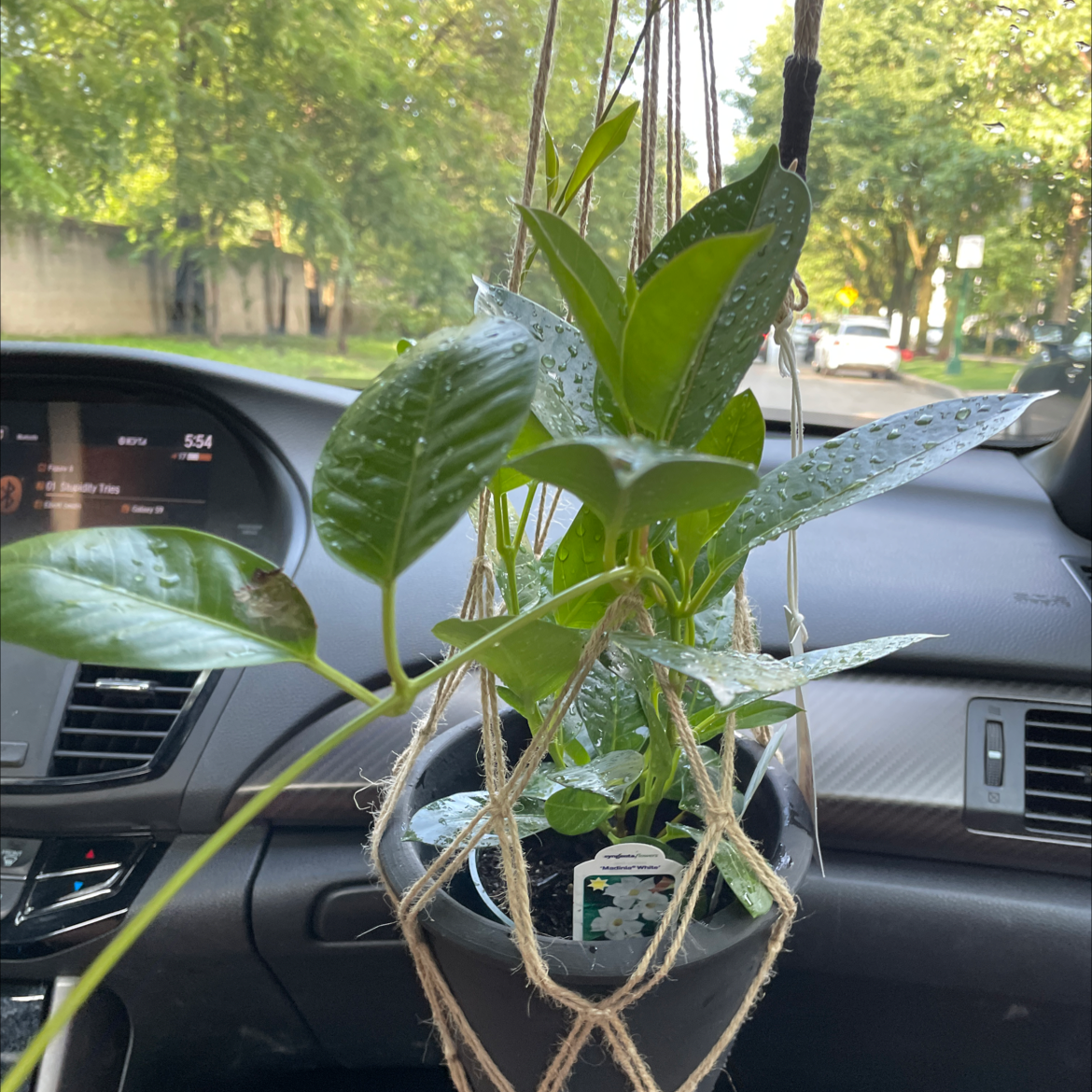 Propagating Dipladenia 'Rio': Step-by-Step Guide