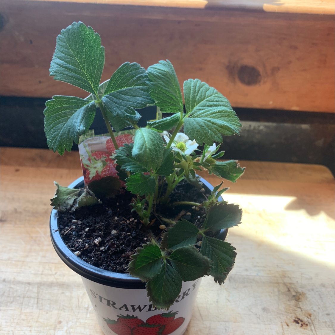 How Do I Fix Beach Strawberry Root Rot?