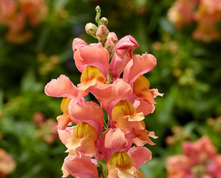10 Benefits of Having a Common Snapdragon 10 Benefits of Having a Common Snapdragon