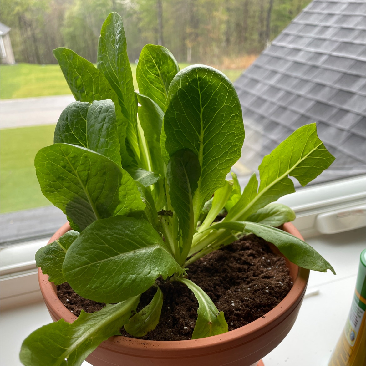 Why is My Garden Lettuce Limp? Causes and Solutions Why is My Garden Lettuce Limp? Causes and Solutions
