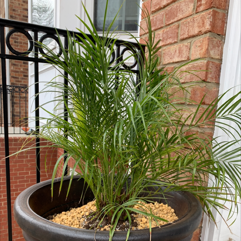 💧 How Frequently Should I Water My Pygmy Date Palm?