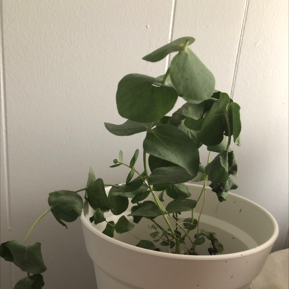 What Temperature Should My Silver Dollar Tree Be Kept At?