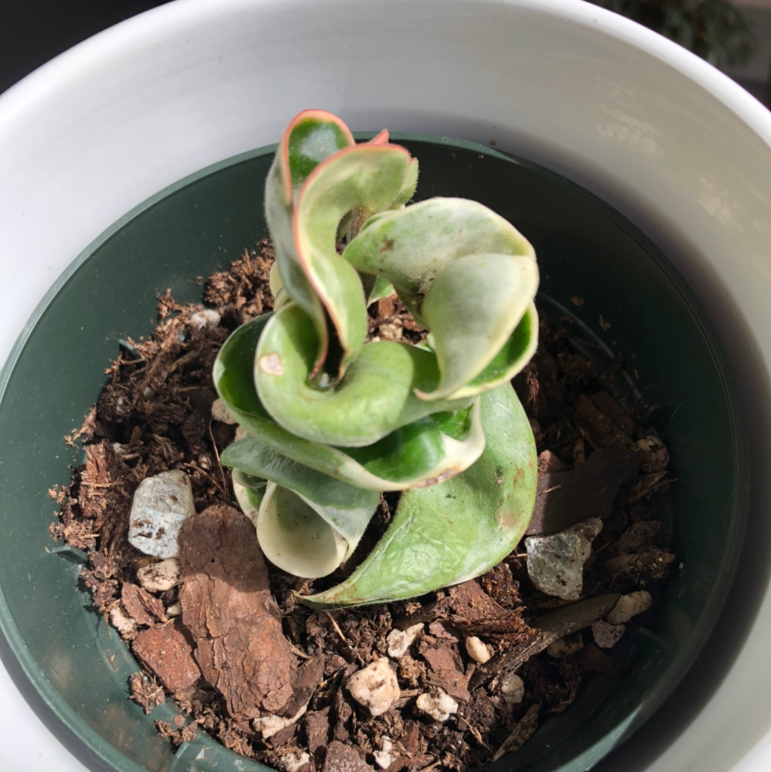 Variegated Hoya Carnosa 'compacta' Yellow Leaves