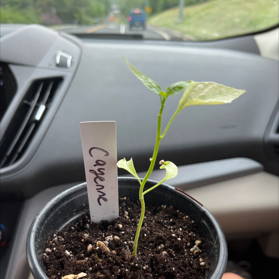 🌶 Why Are My Cheyenne Chilli Pepper Leaves Droopy?