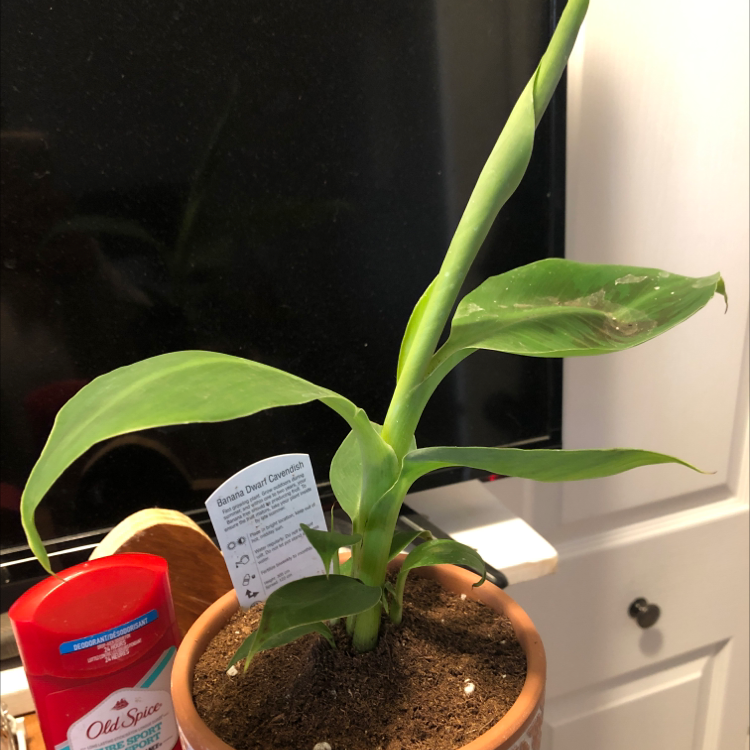 🍌 Propagating Your Banana: Step-by-step Guide