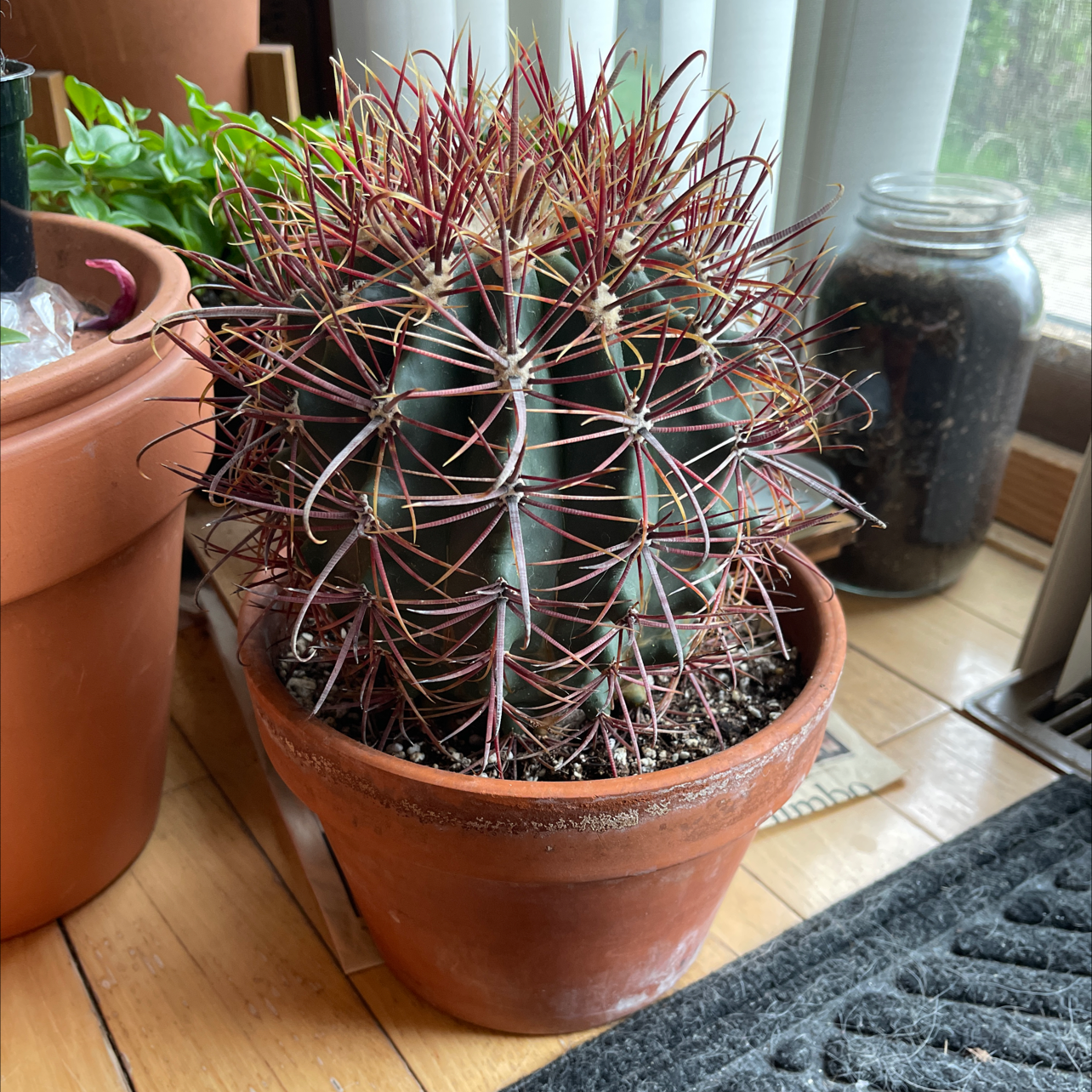 Personalized Compass Barrel Cactus Care: Water, Light, Nutrients | Greg App