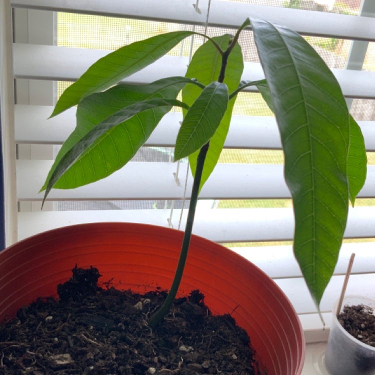 🥭 How Often Do I Need to Water My Mango?