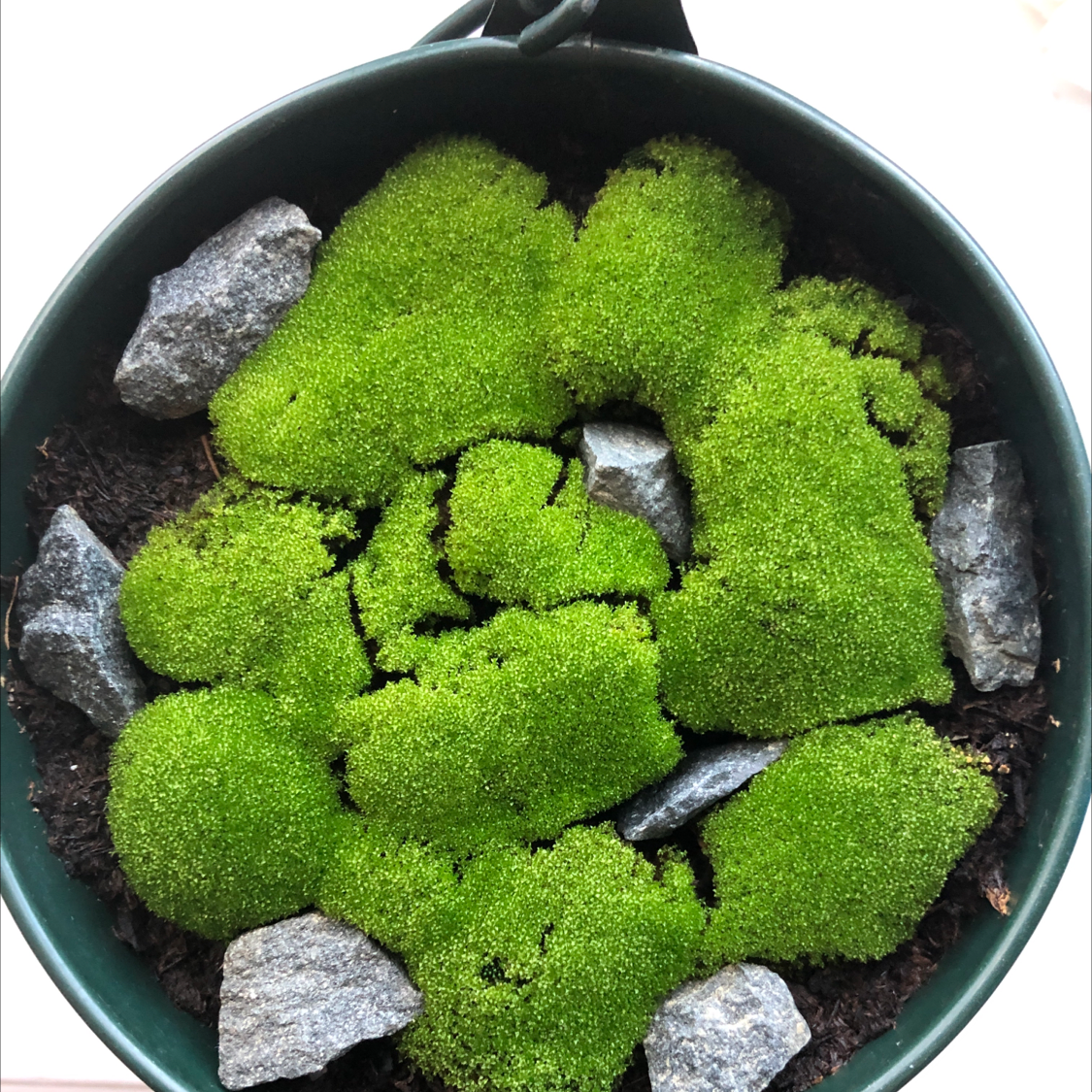 Propagating My Pincushion Moss: Step-by-Step Guide