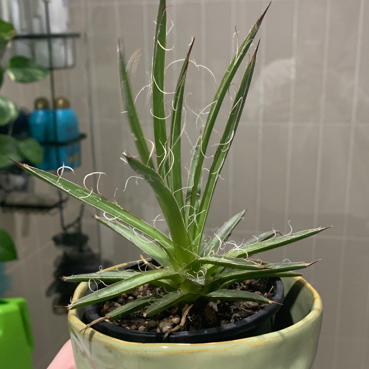 Propagating Adam's Needle: The Ultimate Guide