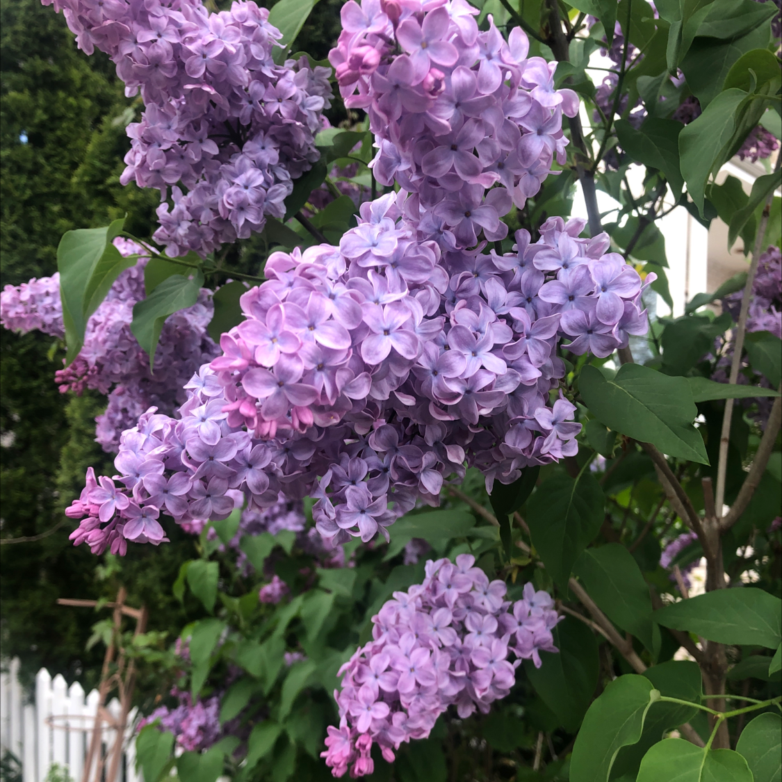 🌸 Why Are My Lilac Leaves Dropping?
