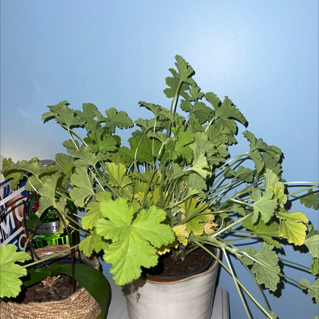 Why Are My Sweet Scented Geranium Leaves Turning Yellow?