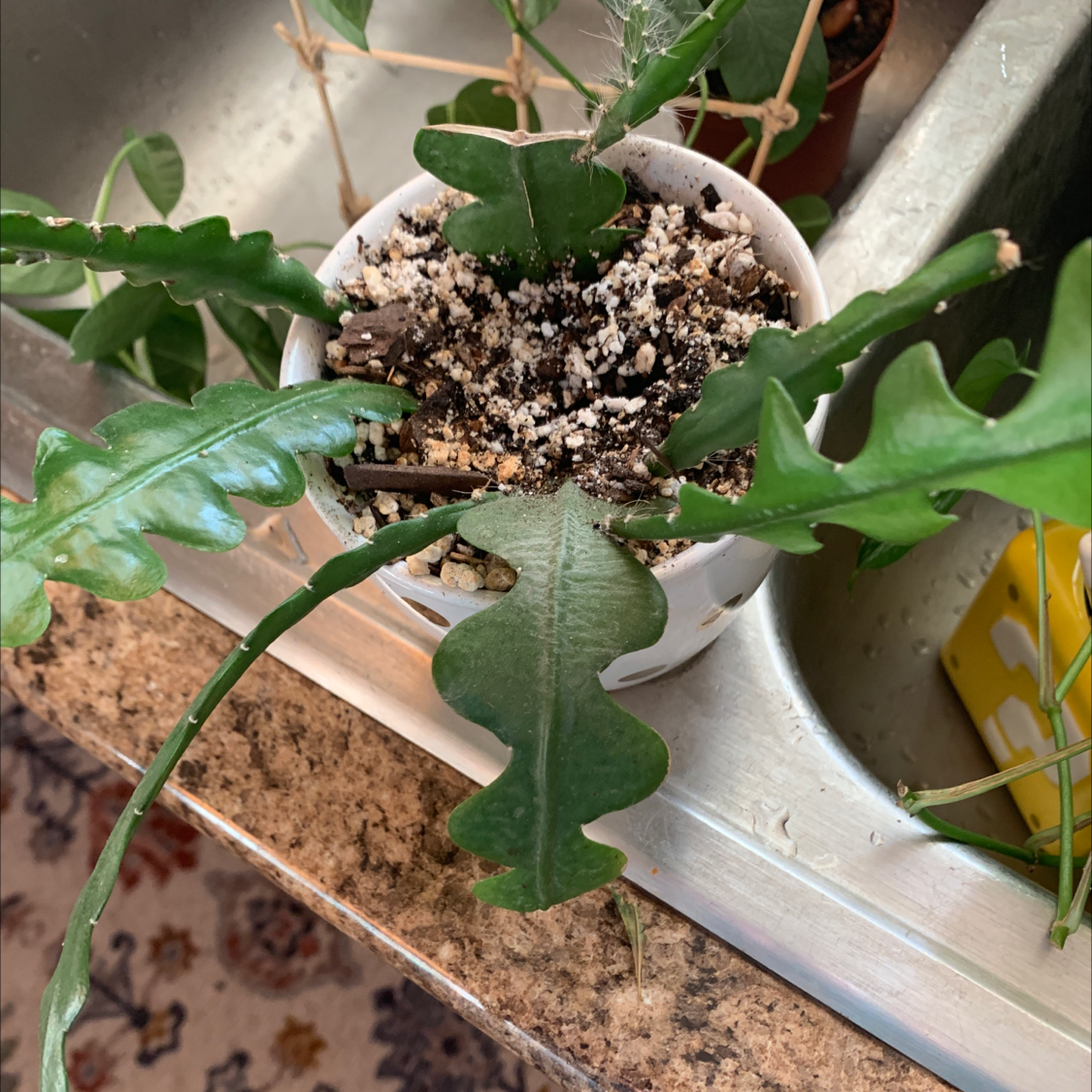 🔍 How Can You Tell If A Fishbone Cactus Is Dying?