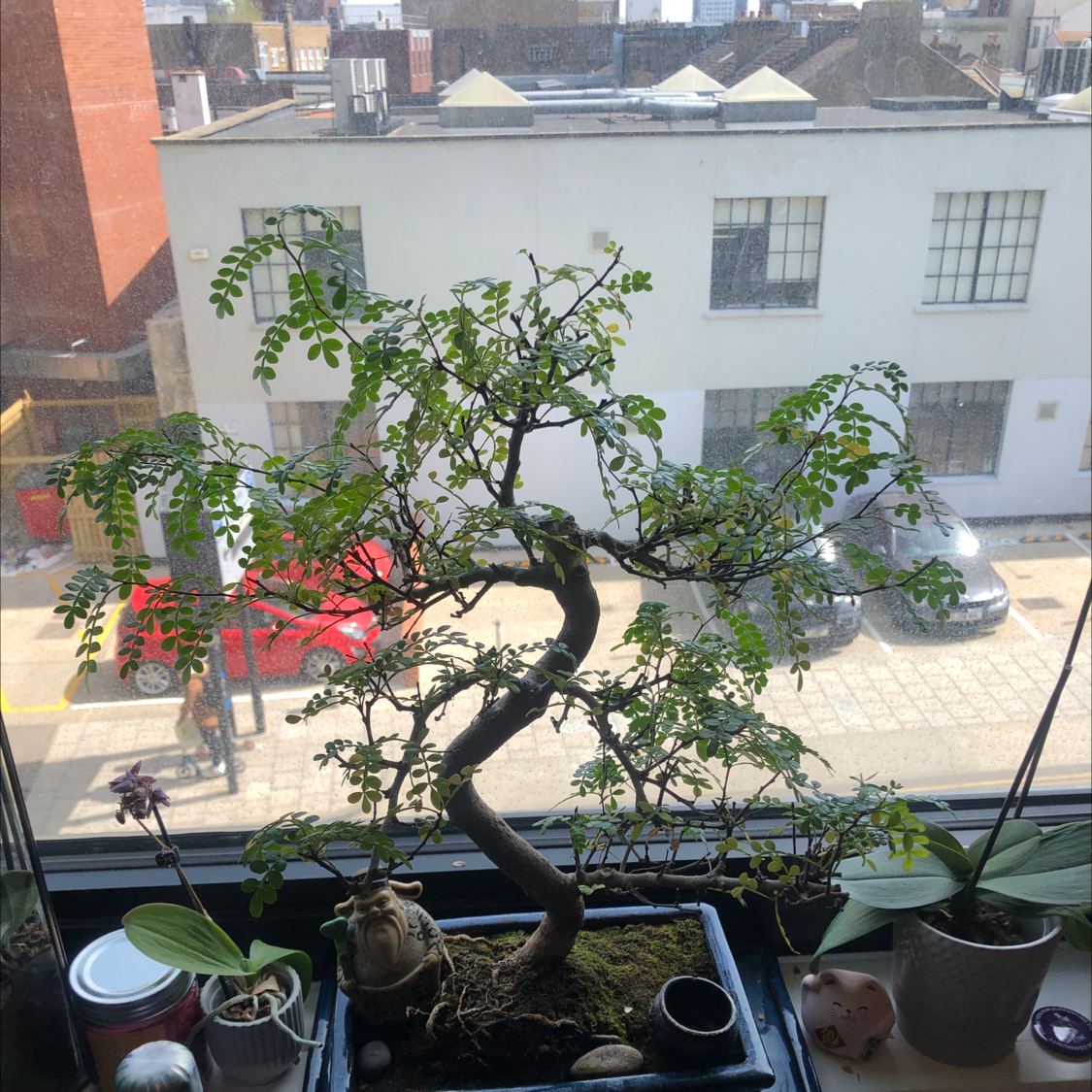Why Are the Leaves on My Chinese Elm Turning Yellow?
