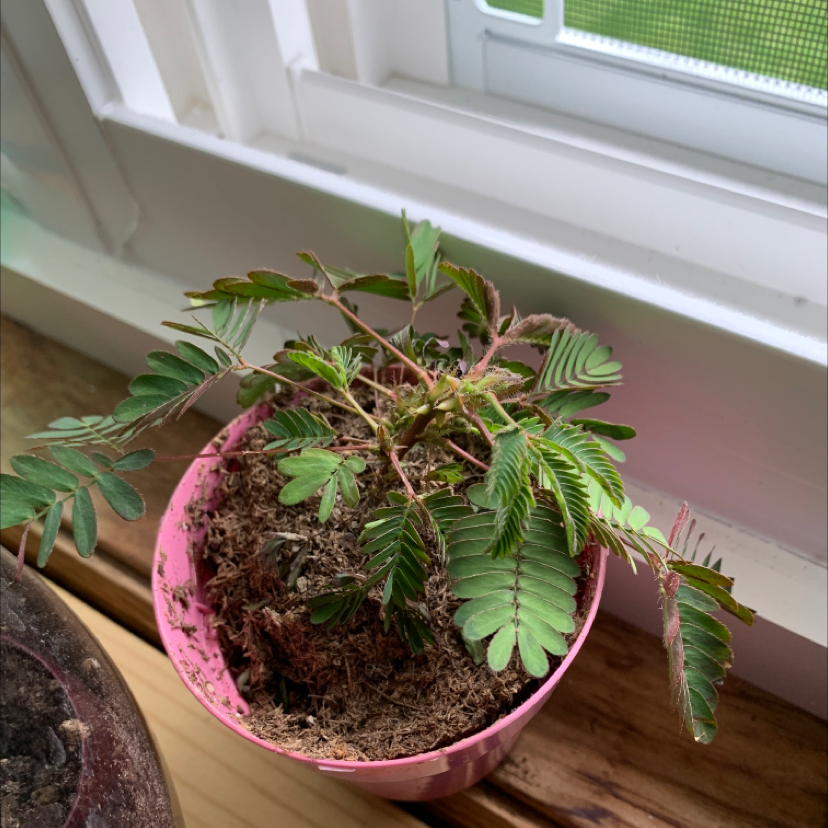 🤗 Propagating My Sensitive Plant: Step-by-Step Guide