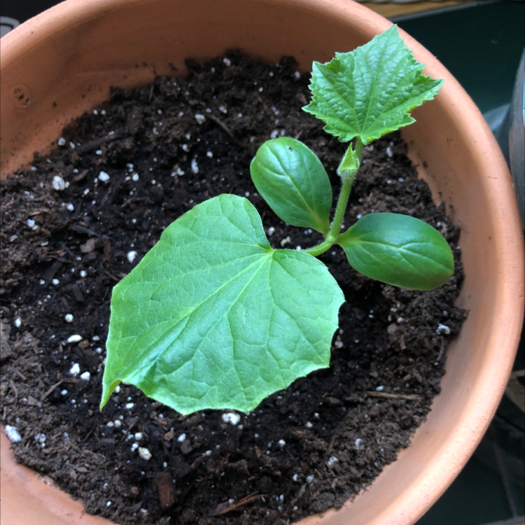 🥒 Why Are My Cucumber Leaves Curling?