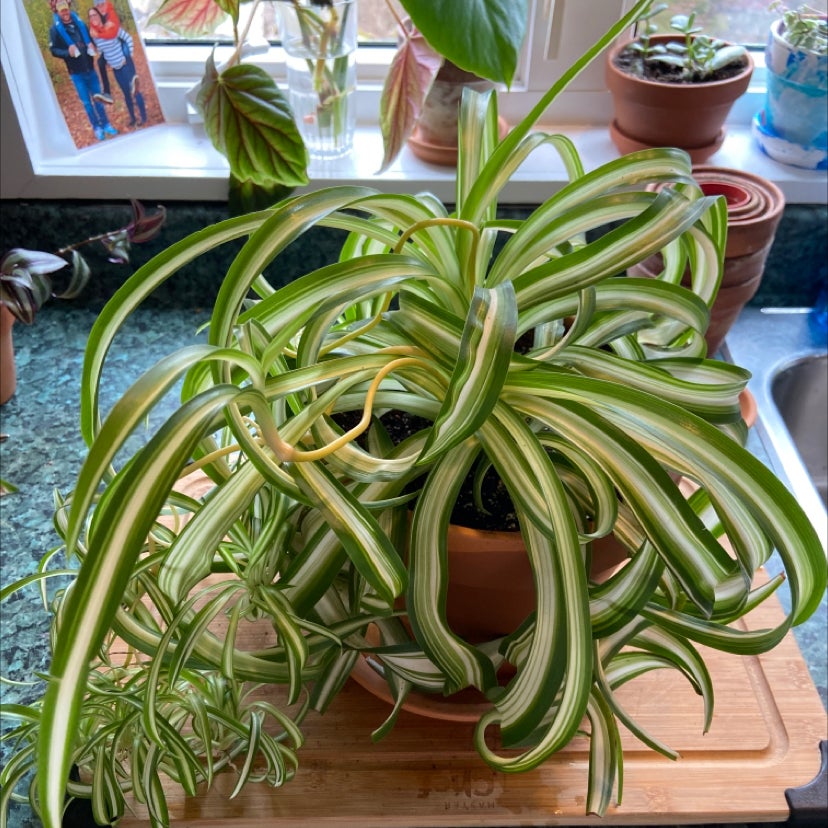 🕷 Why Is My Curly Spider Plant Not Doing Well?