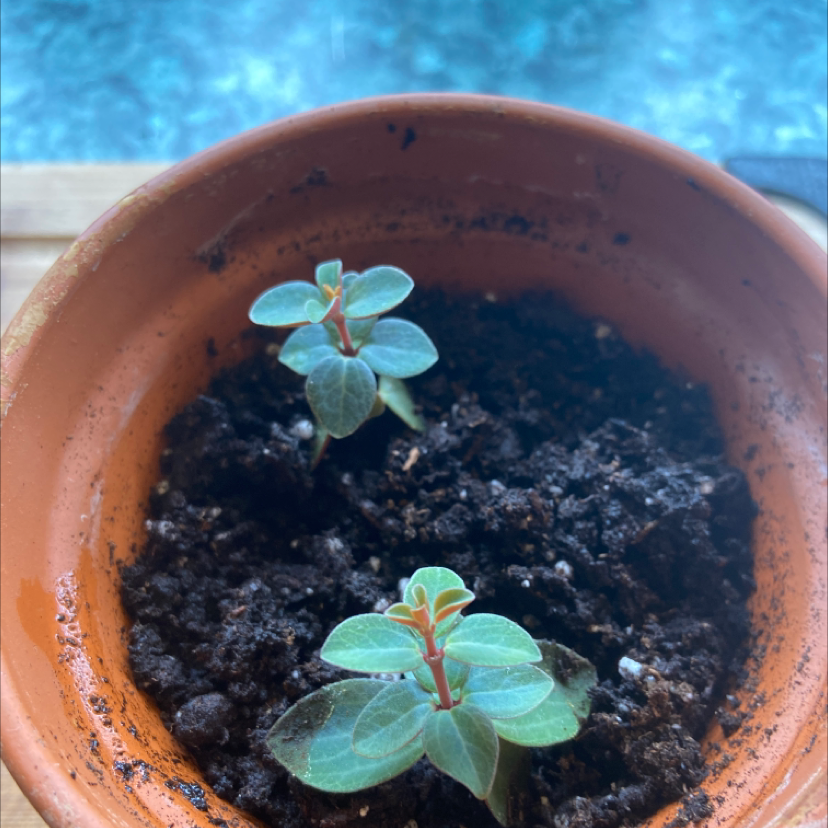 💧 Why Are My Peperomia 'Ruby Cascade' Leaves Droopy?