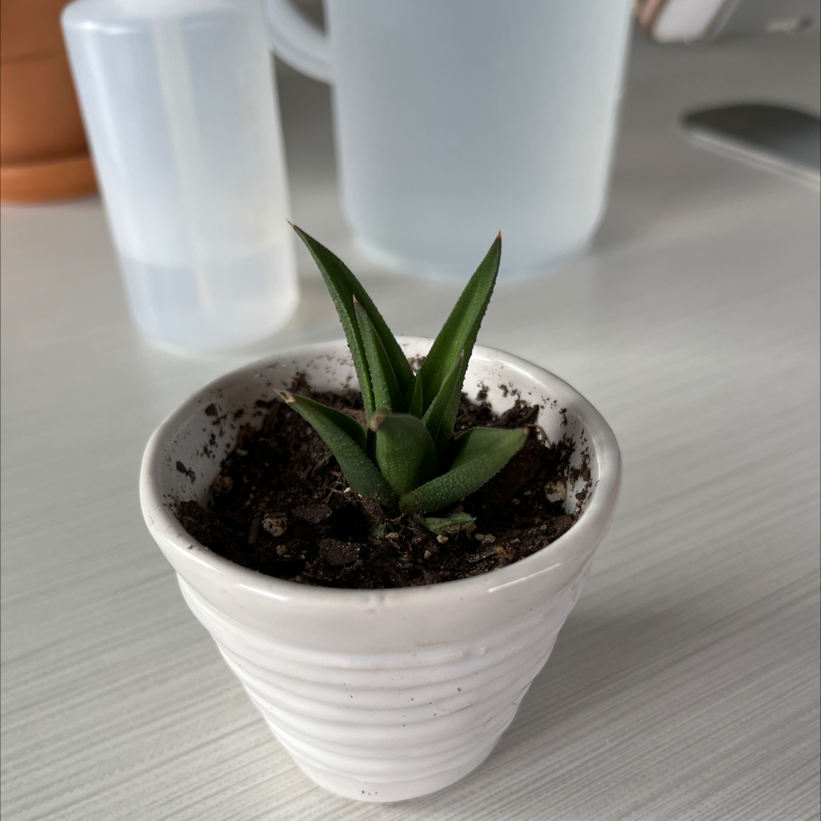 How Can You Tell If A Ox Tongue Is Dying?