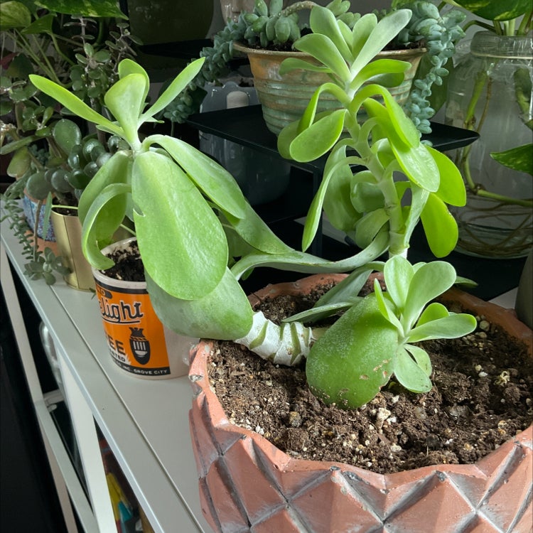 What Are The Bugs on My Paddle Plant? 🐛