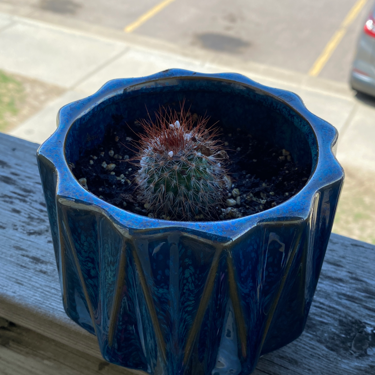 🌵 Black Spots on My Correll's Hedgehog Cactus Leaves