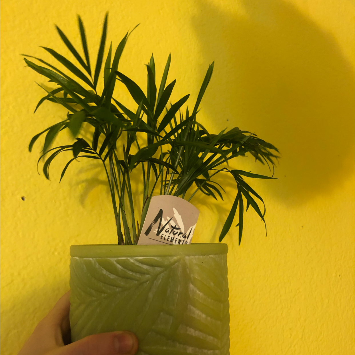 🐛 What Are The Bugs on My Cat Palm?