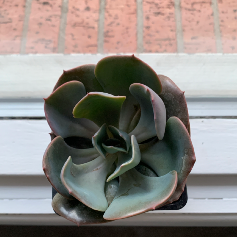 Black Spots on My Echeveria 'Dusty Rose' Leaves