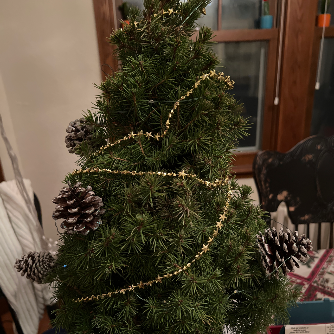 🤒 Why Are My Dwarf Alberta Spruce Leaves Turning Yellow?