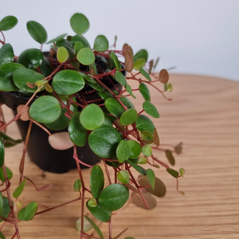 10 Advantages of Having a Trailing Jade