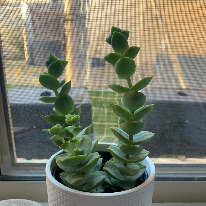 The Complete String of Buttons Plant Care Guide: Water, Light & Beyond