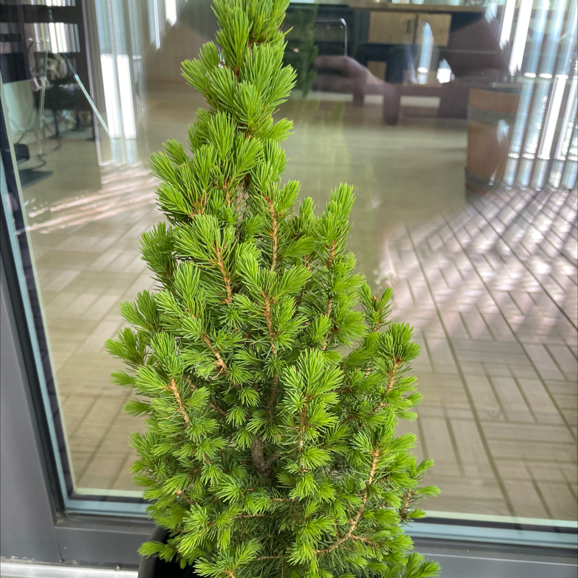 How Should Dwarf Alberta Spruce Be Cut Back?