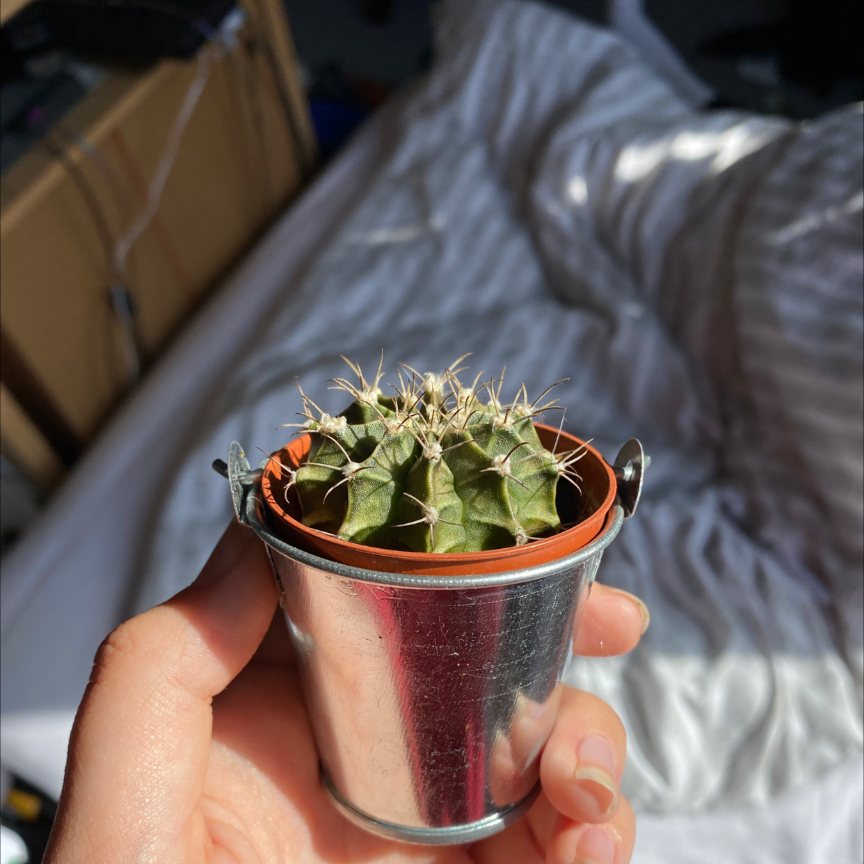 🌵 Diagnosing balloon cactus root rot