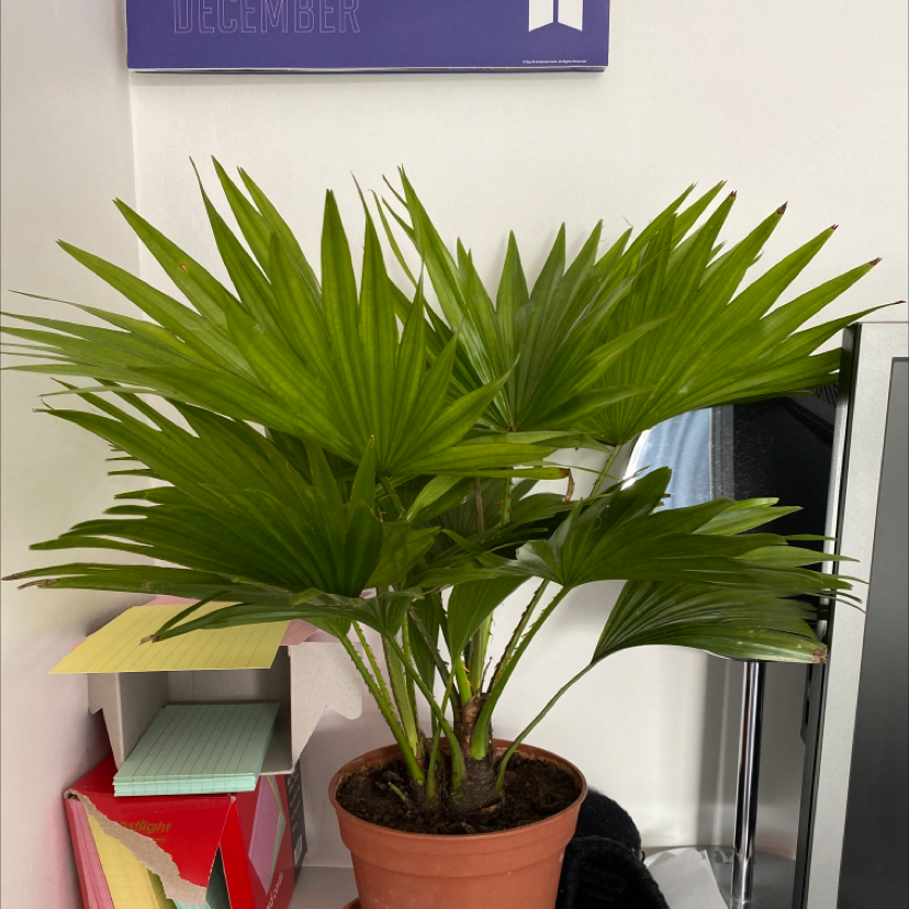 Propagating My Rhapsis Palm: Step-by-Step Guide