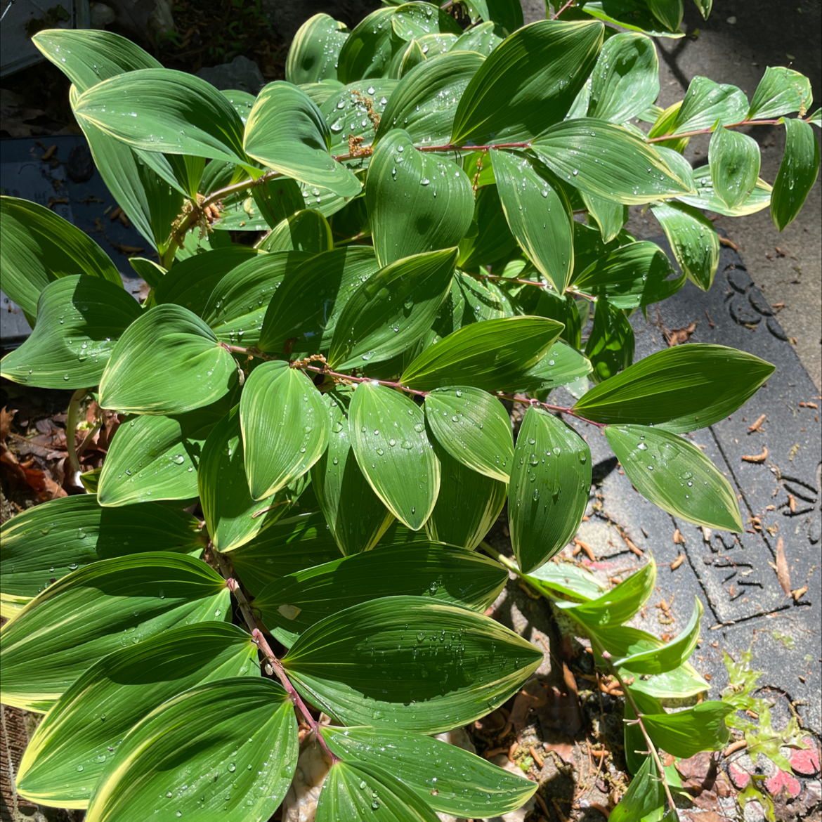 Black Spots on My Angular Solomon's Seal Leaves