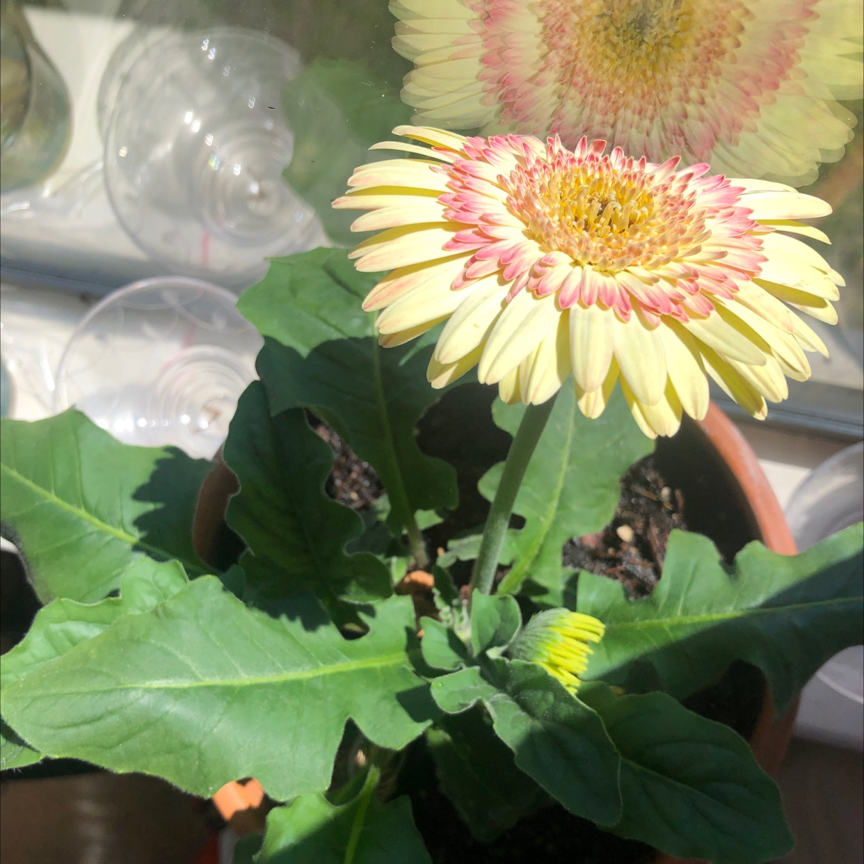 Light Requirements For Your Gerbera by Season