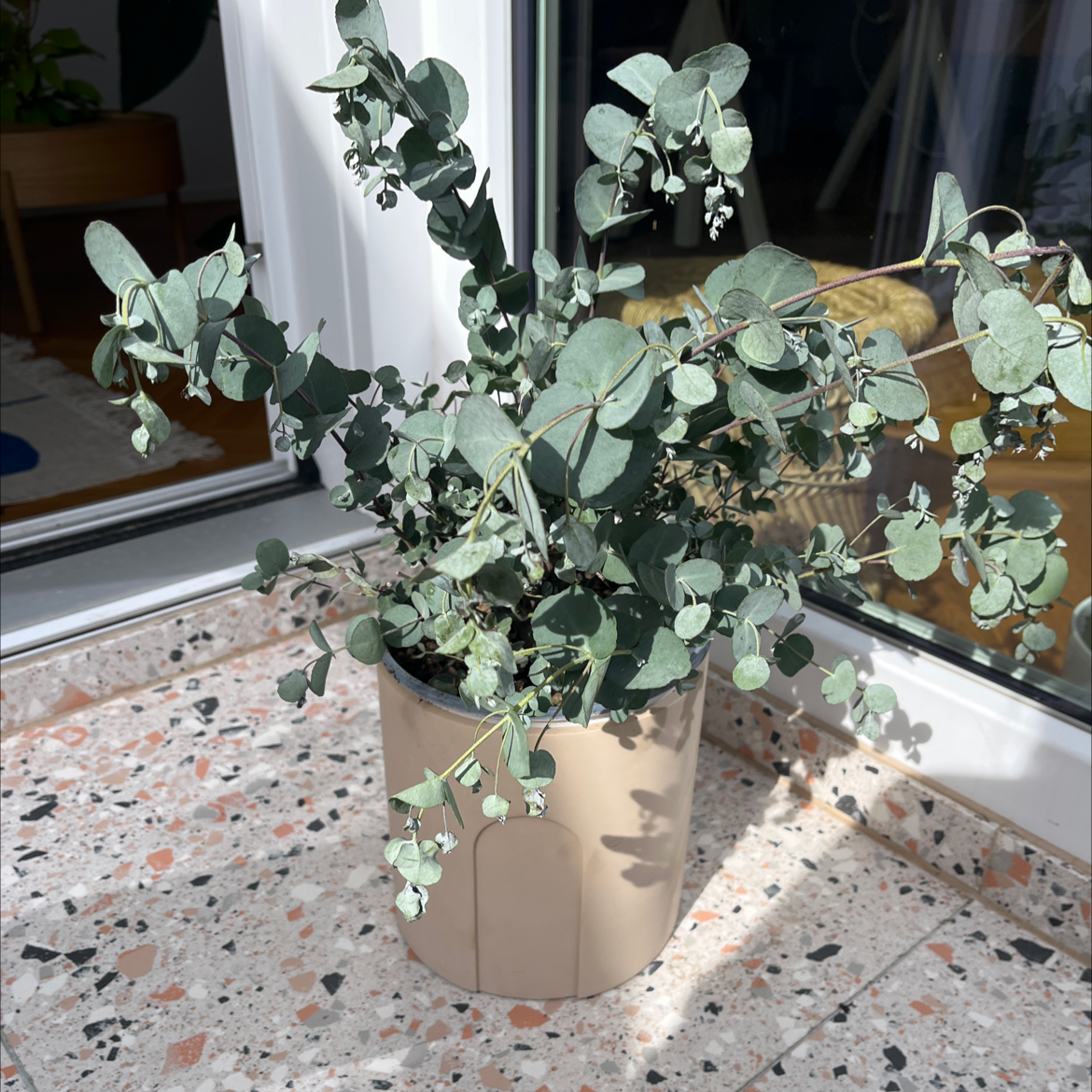 Why Are There Brown Spots on My Cider Gum Leaves?