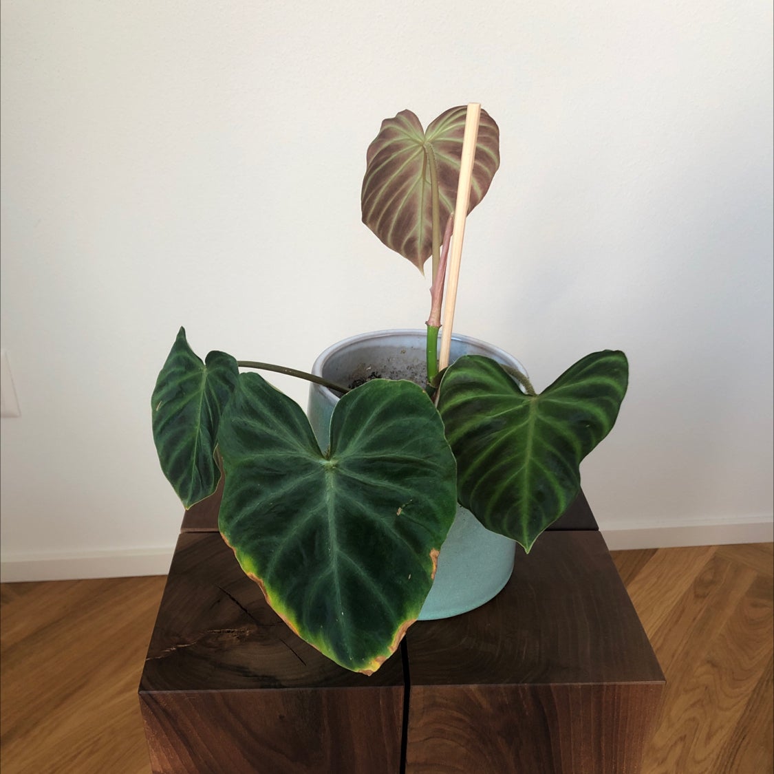 My Ecuador Philodendron's Light Requirements