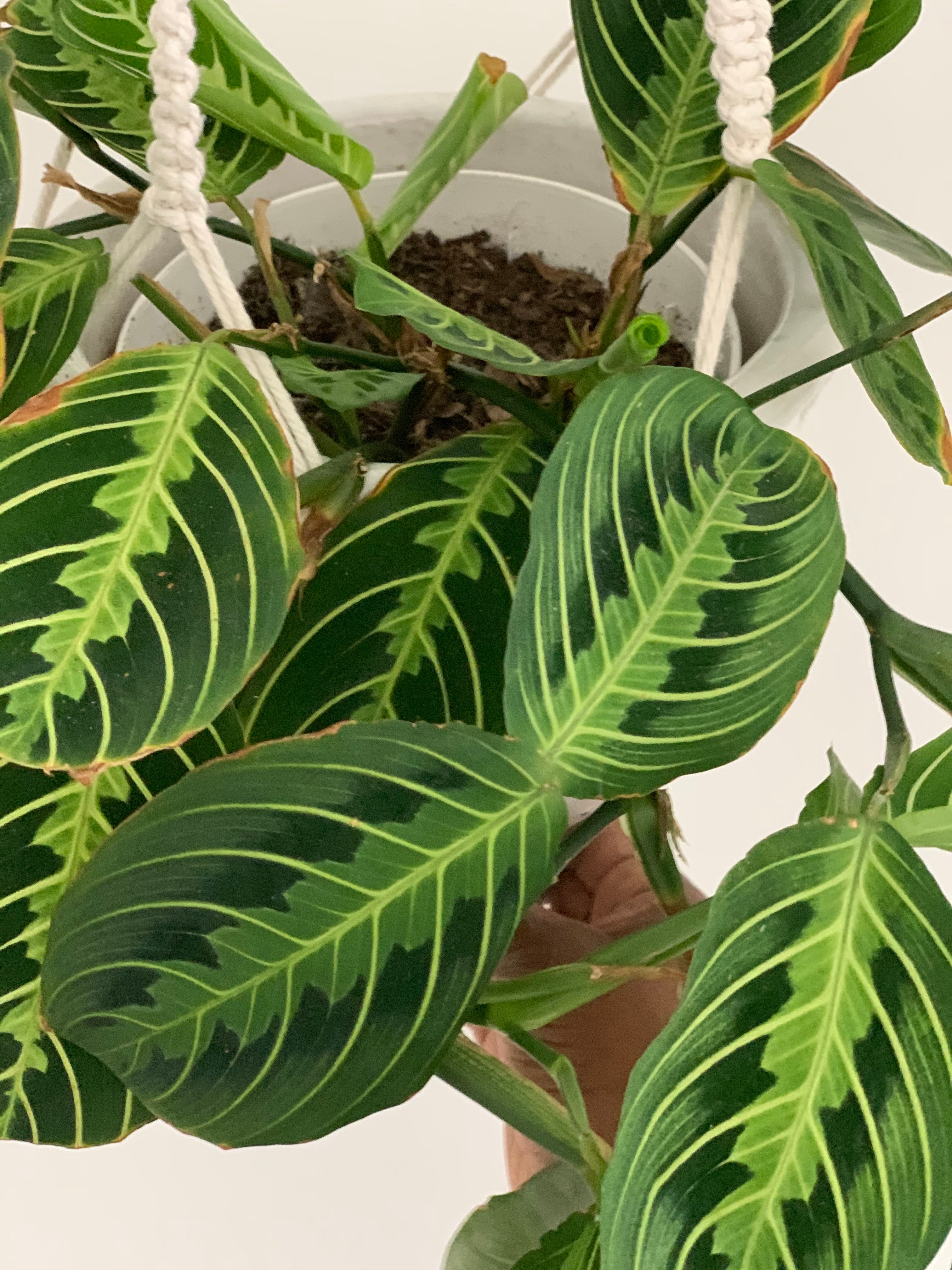 💧 How Do I Cure Red Prayer Plant Root Rot?