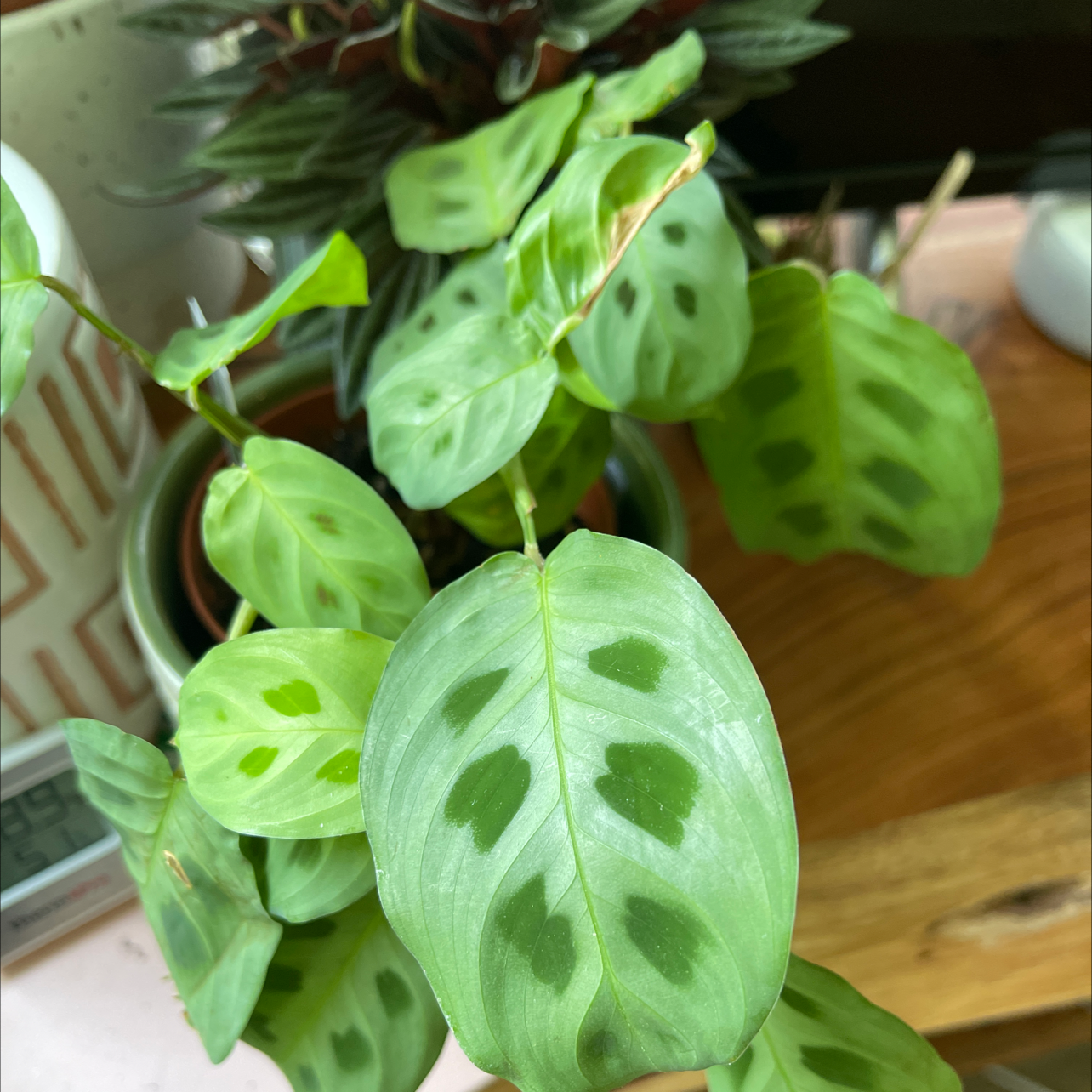 Choosing Fertilizer For My Red Prayer Plant