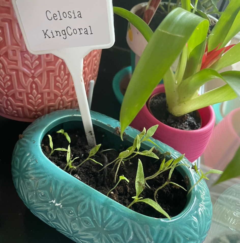 Why Are There Brown Spots On My Cockscomb Leaves?