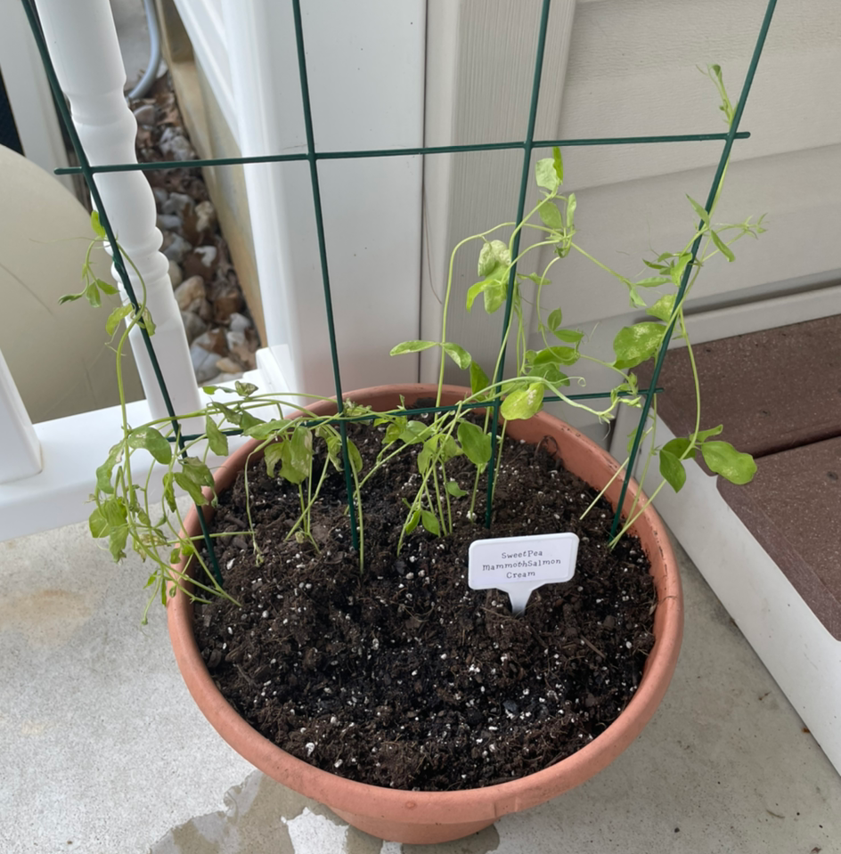 Propagating My Sweet Pea: Step-by-Step Guide