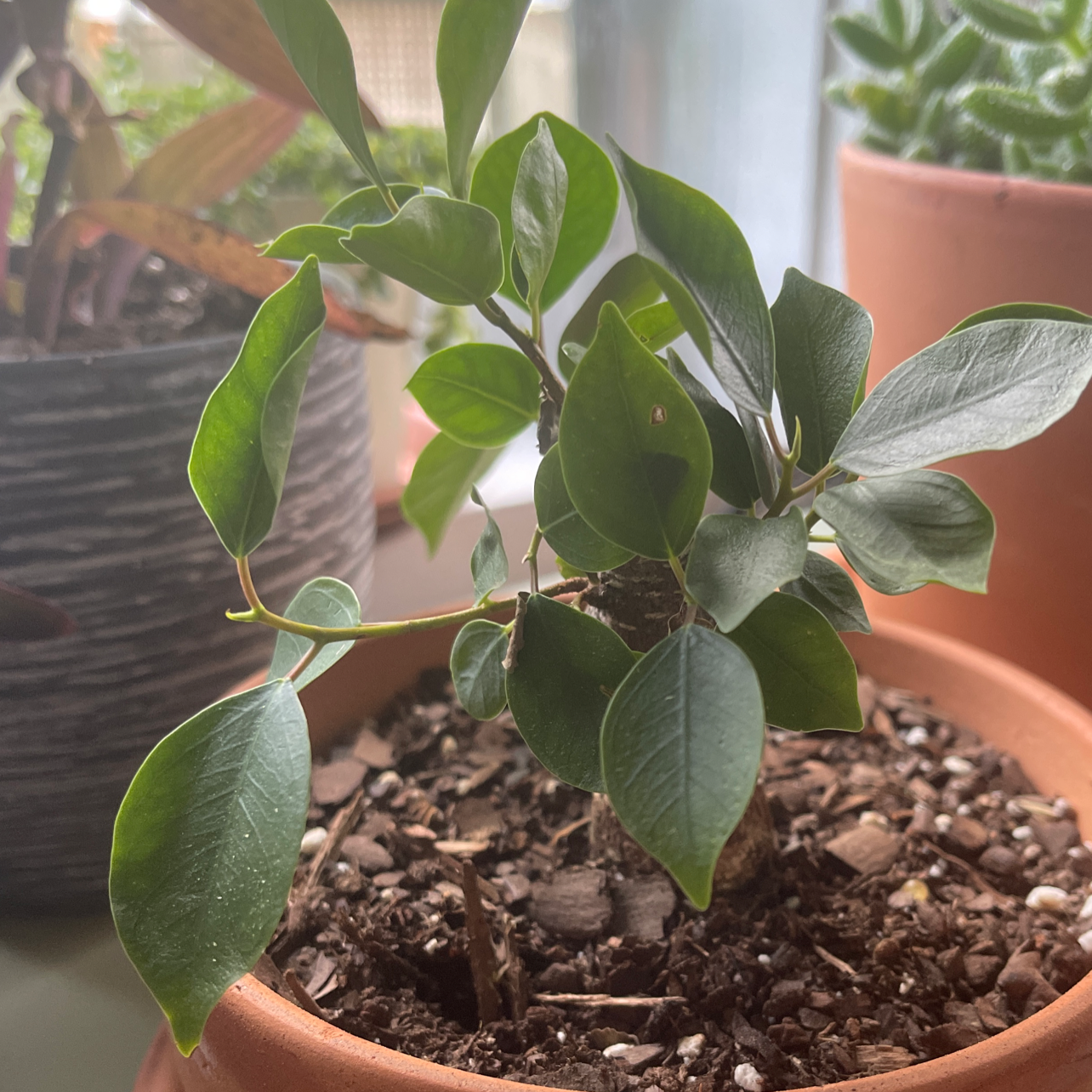 What To Do About Bugs on My Ficus retusa? 🐜