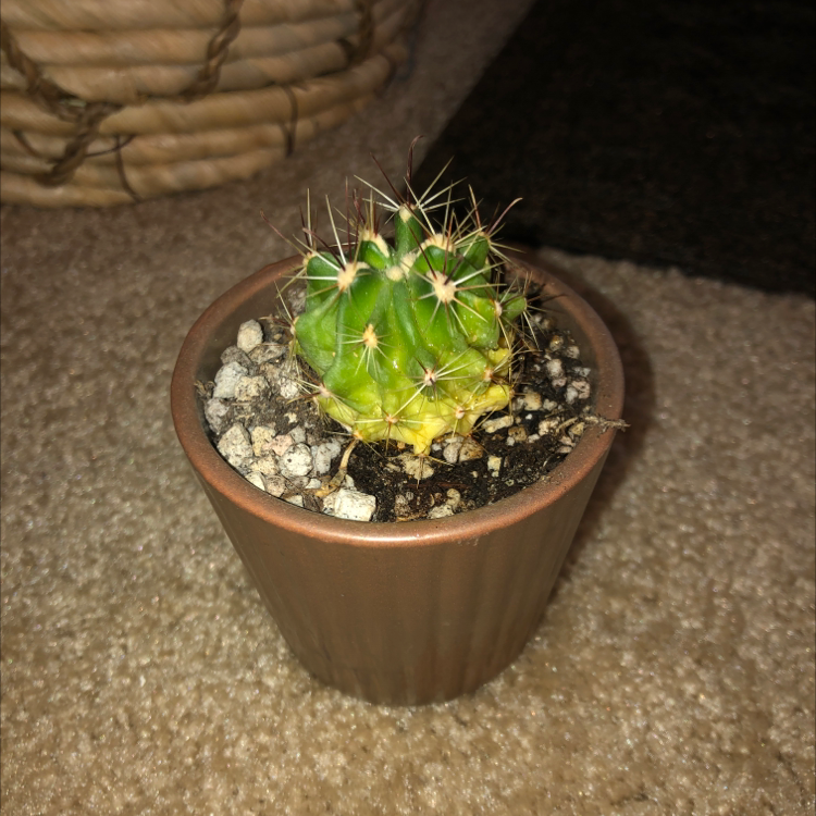 🌵 Why Are My Gymnocalycium stenopleurum Leaves Turning Yellow?