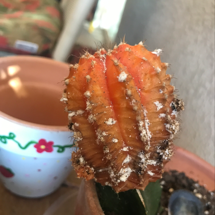 How Do I Fix Moon Cactus Root Rot? 🤒